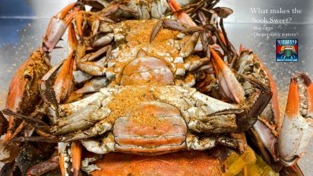 "WOW" (24) Crab Deals :: Jr. Jimmy & Sook Sampler ~STEAMED-(1) Dozen ...