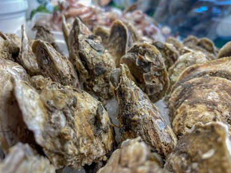 Clams, Mussels, Oysters :: 100 ct. LIVE Northeastern Medium-Cupped ...